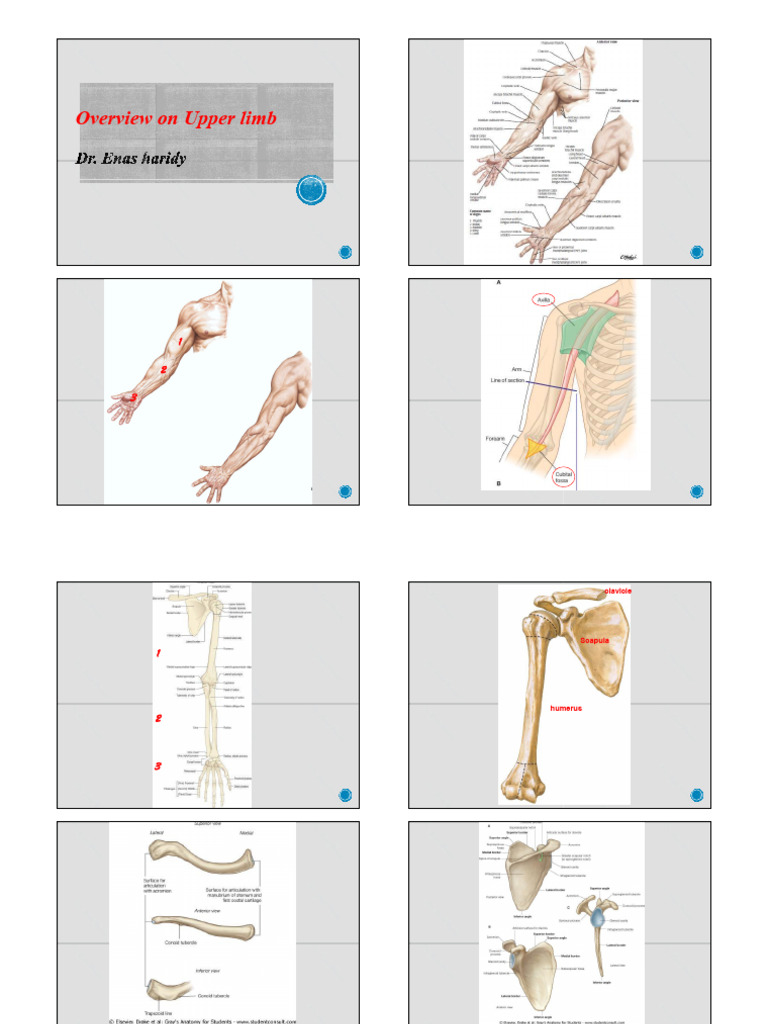 1 Illustrations Overview Upper Limb | PDF