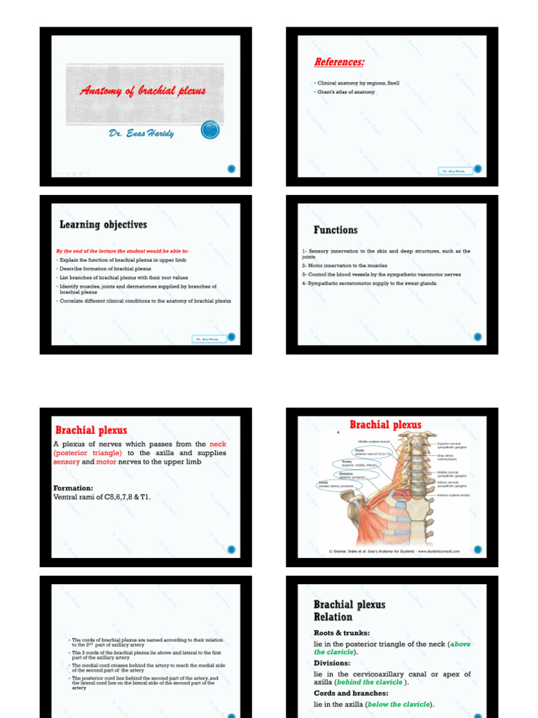 2 Brachial Plexus | PDF