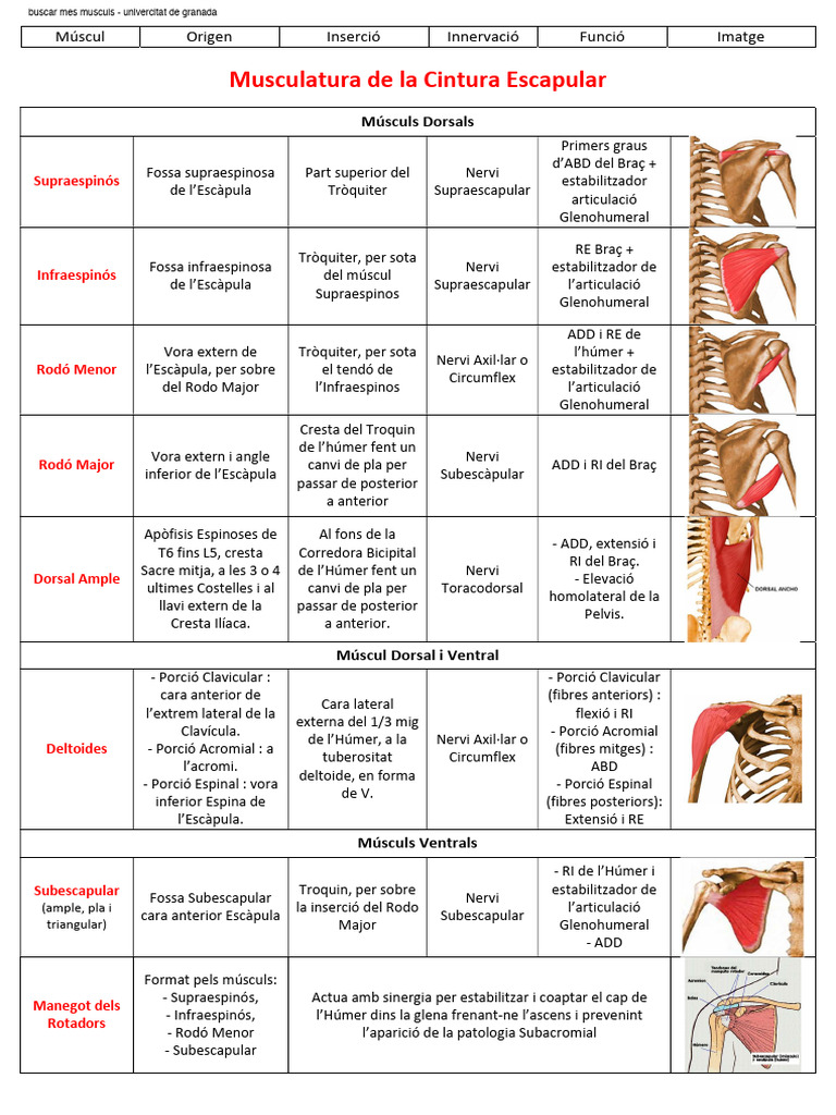 Tableau Muscul Locomotor PDF | PDF