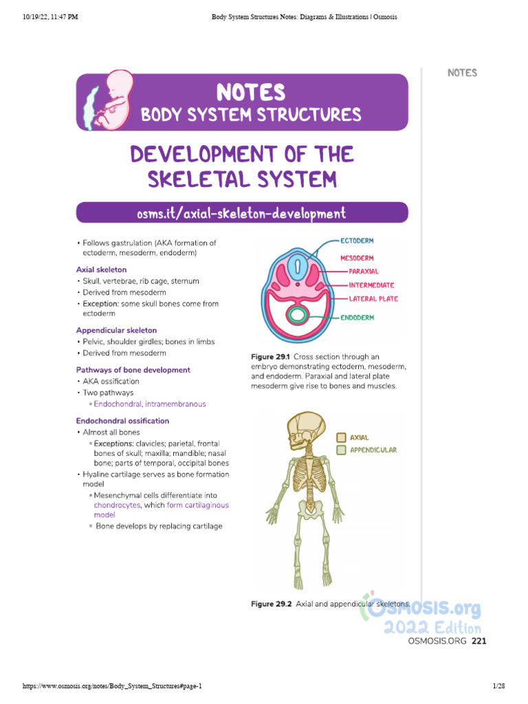 Body System Structures Notes - Diagrams & Illustrations - Osmosis | PDF