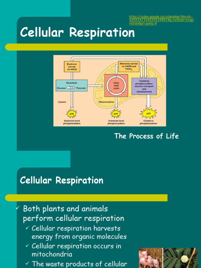 CRS Overview | PDF | Cellular Respiration | Redox