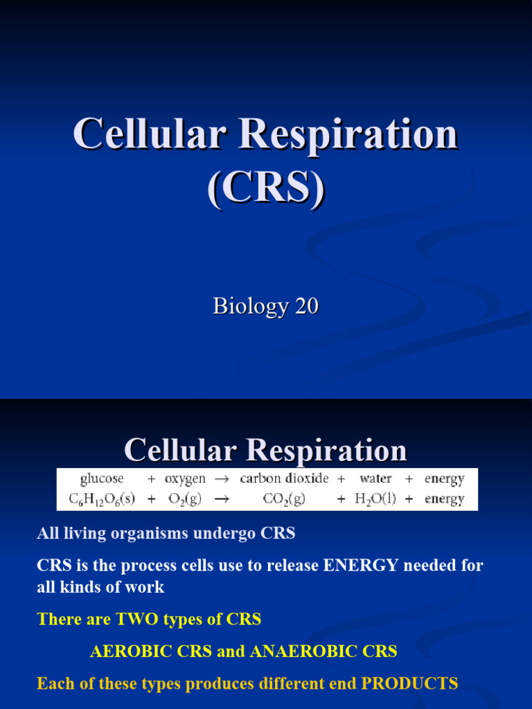 Cellular+Respiration+ +reactions | PDF | Cellular Respiration | Citric ...