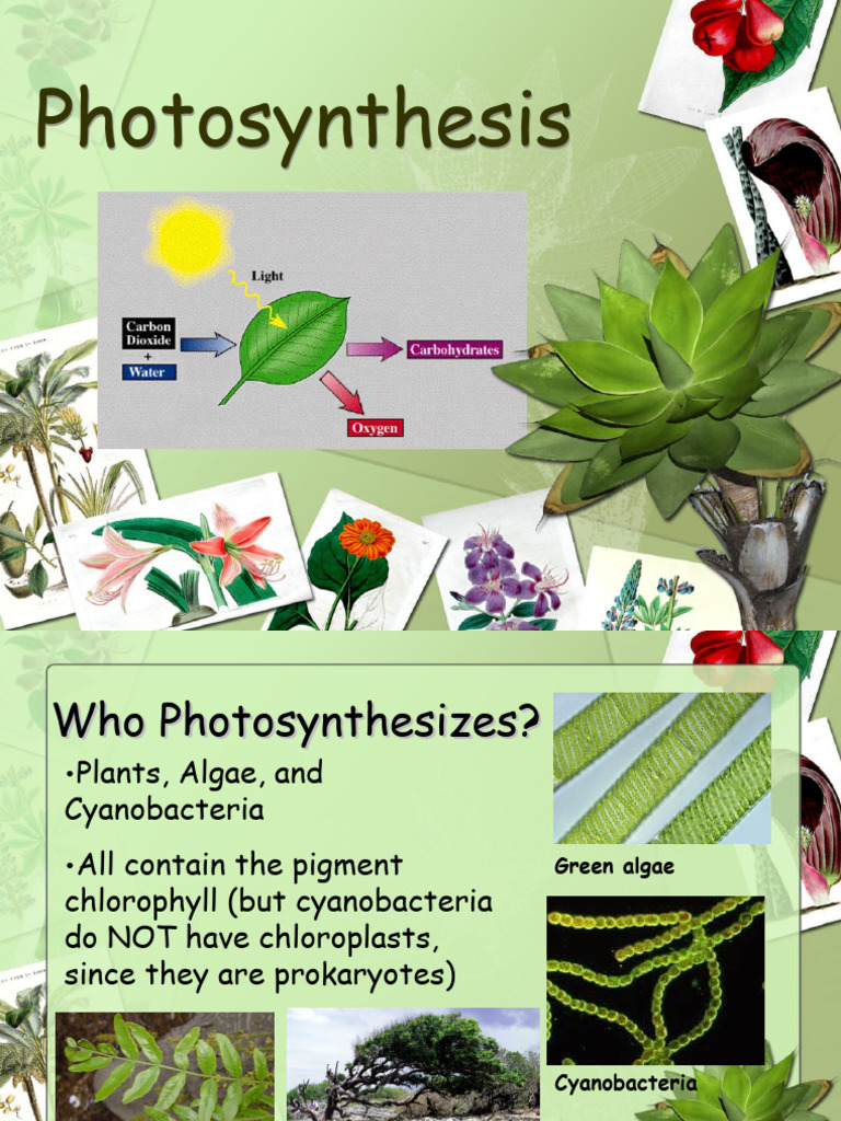 Photosynthesis | PDF | Photosynthesis | Chlorophyll