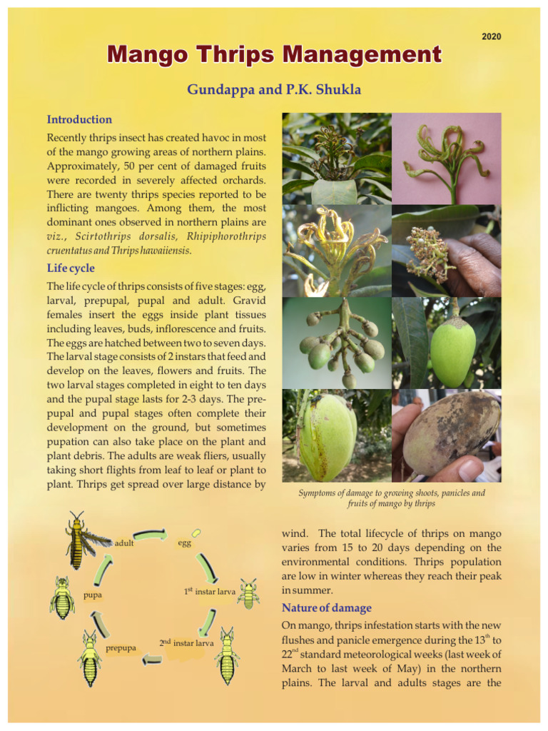 Mango Thrips Management | PDF | Pupa | Pest (Organism)