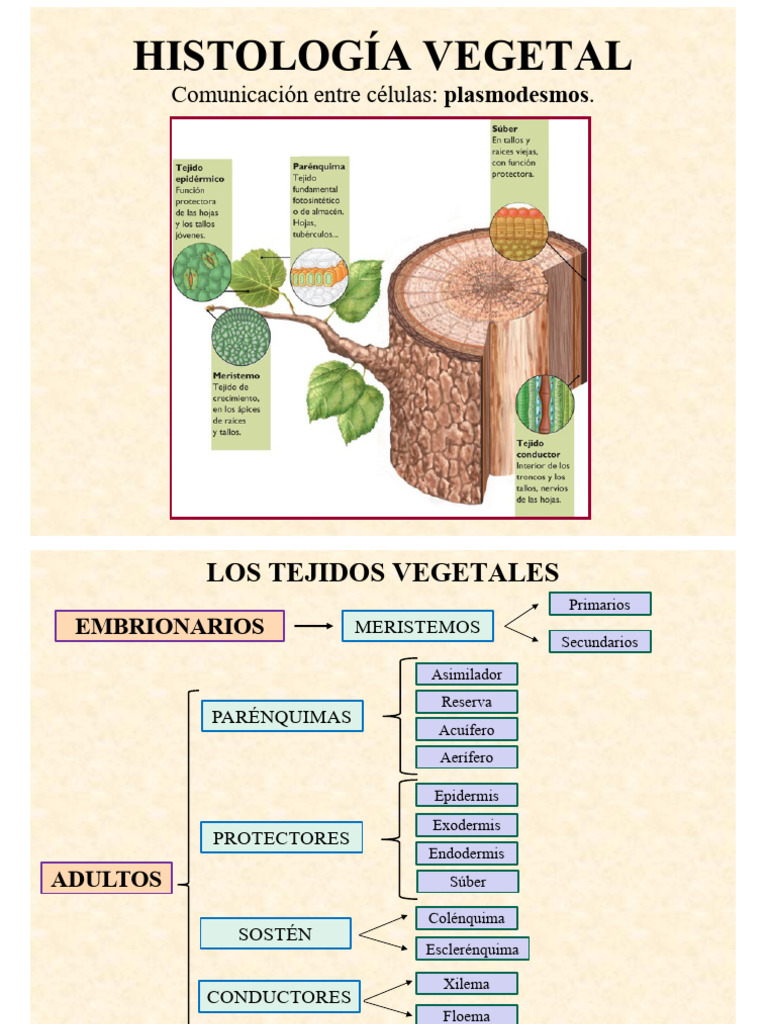 1.2C - Los Tejidos Vegetales Modo de Compatibilidad | PDF | Tallo de la ...