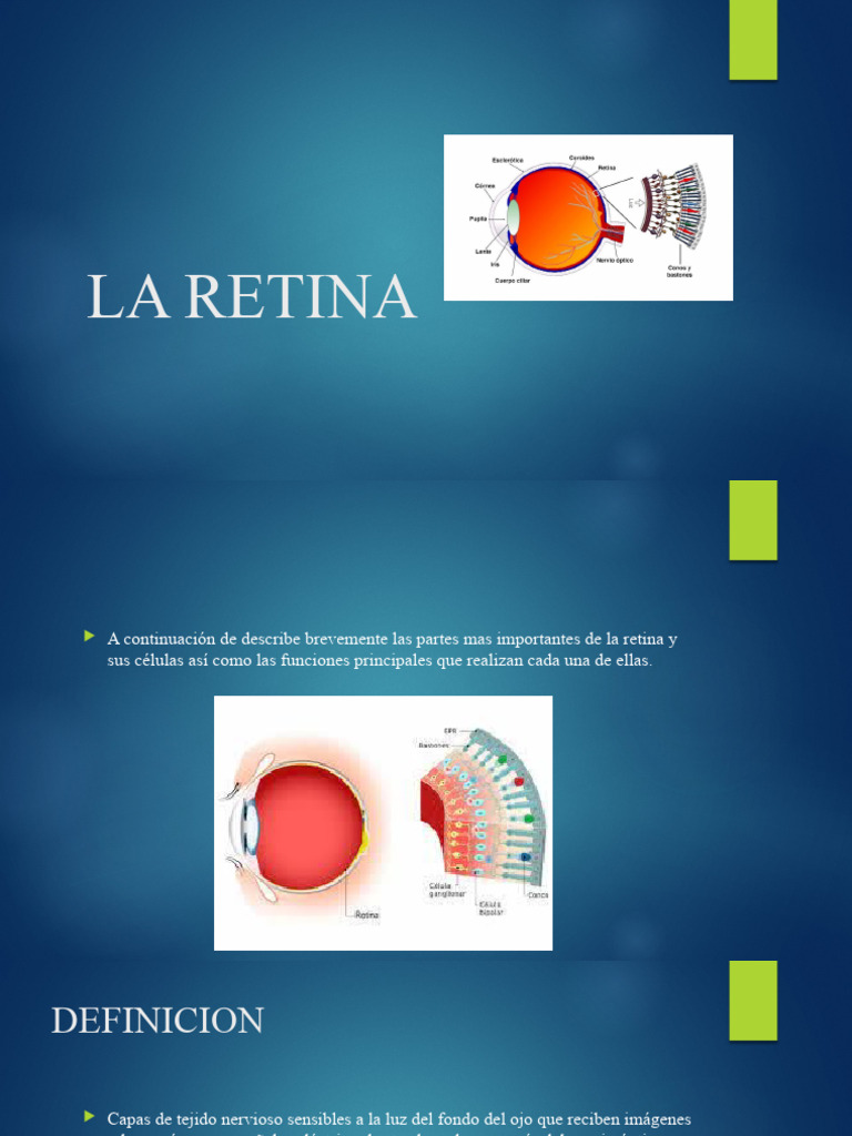 Estructura y Función de la Retina | PDF | Percepción visual | Retina