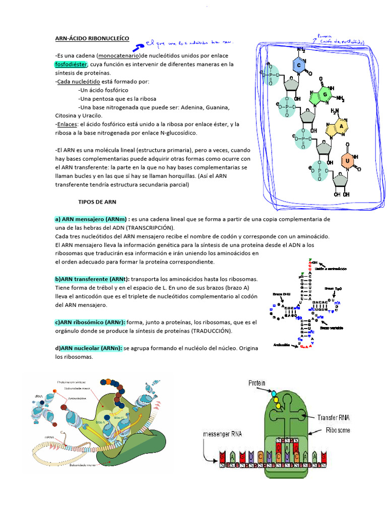 ARN y ADN | PDF | Rna | Adn