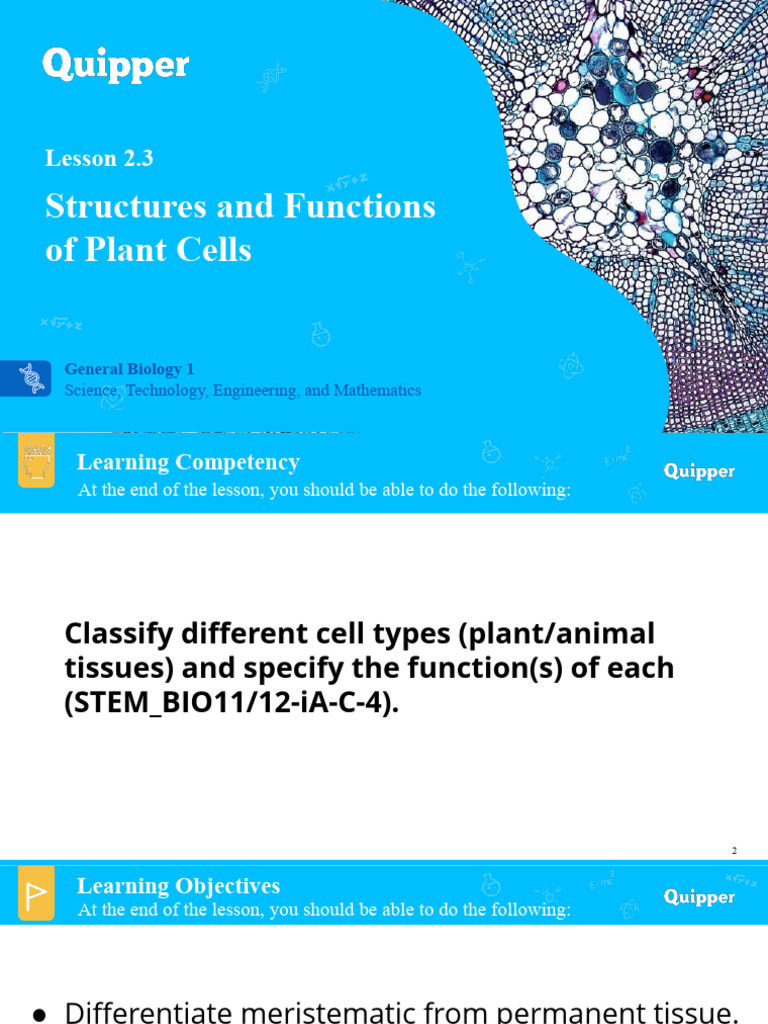 Plant Cell - Student's | PDF | Tissue (Biology) | Root