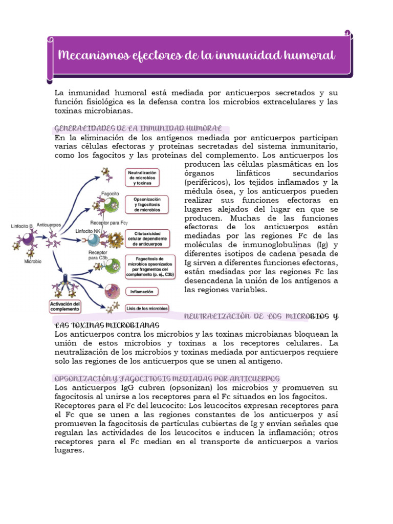 Mecanismos Efectores de La Inmunidad Humoral | PDF | Sistema complementario | Anticuerpo