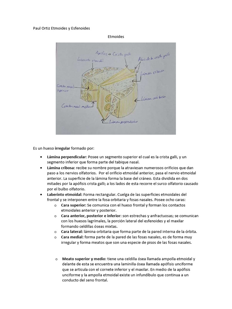 Anato Esfenoides y Etmoides | PDF | Sistema musculoesquelético | Anatomía