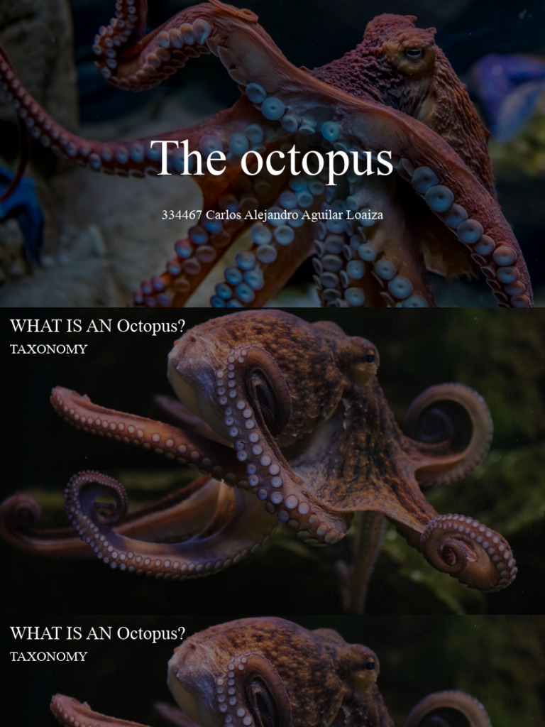 The Octopus 2 | PDF | Octopus | Anatomy