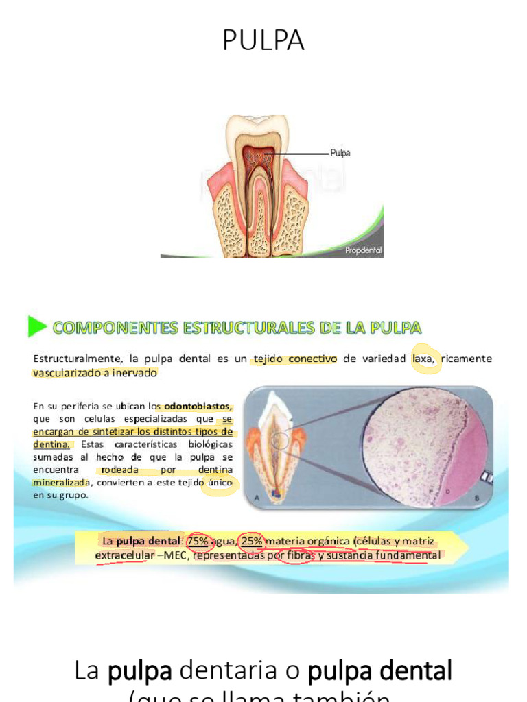 Composición y Estructura de la Pulpa Dental | PDF | Medicina CLINICA ...