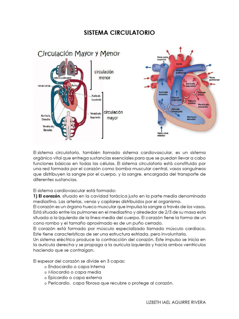Sistema Circulatorio: Estructura y Función | PDF | Sistema circulatorio ...