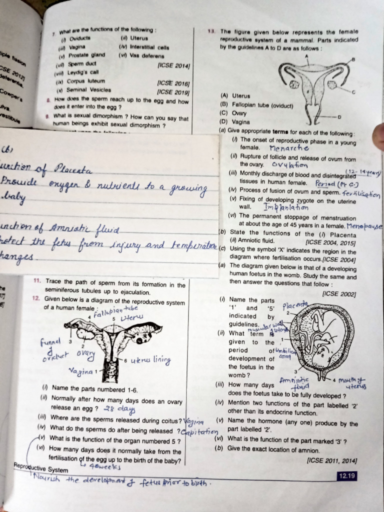 Reproduction Ques Ans | PDF | Reproductive System | Menstrual Cycle