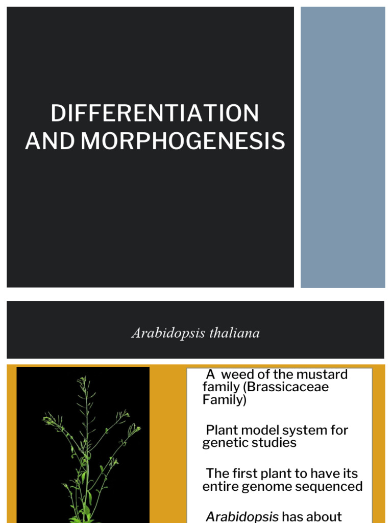 BIO109P Module 2. Differentiation & Morphogenesis | PDF | Developmental Biology | Cellular ...