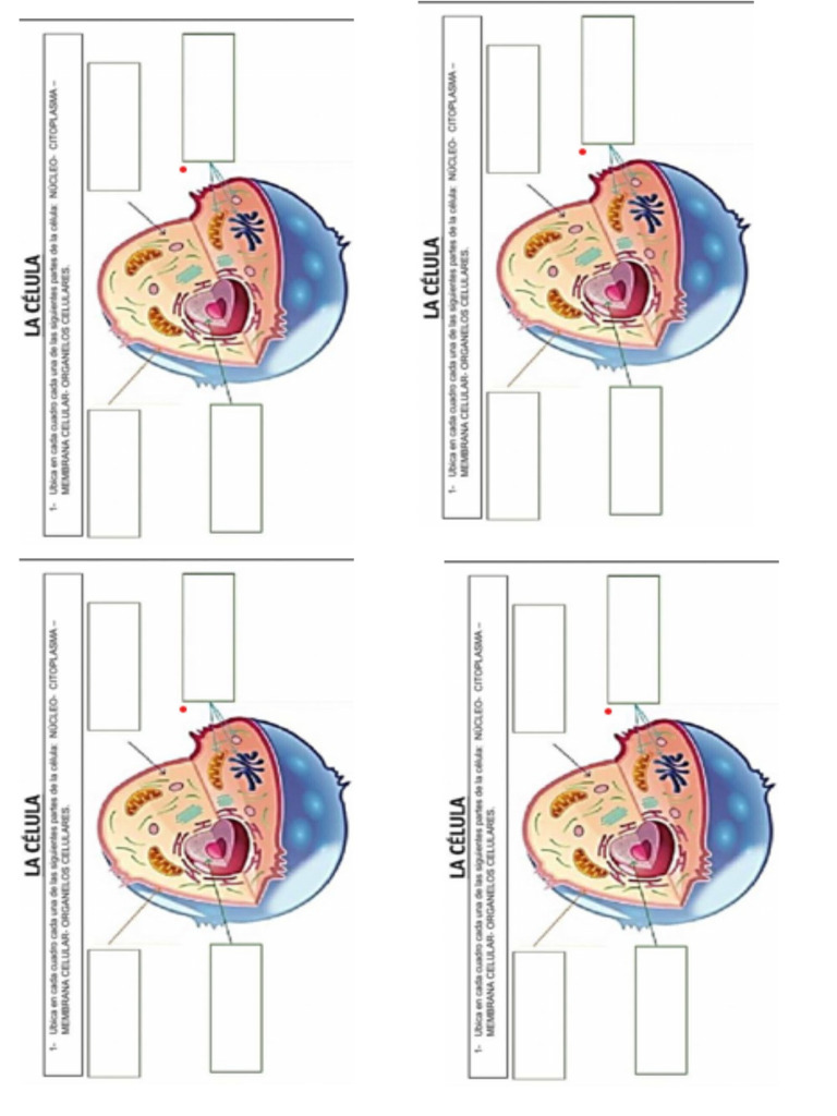 Actividad Sobre La Celula Para Quinto | PDF