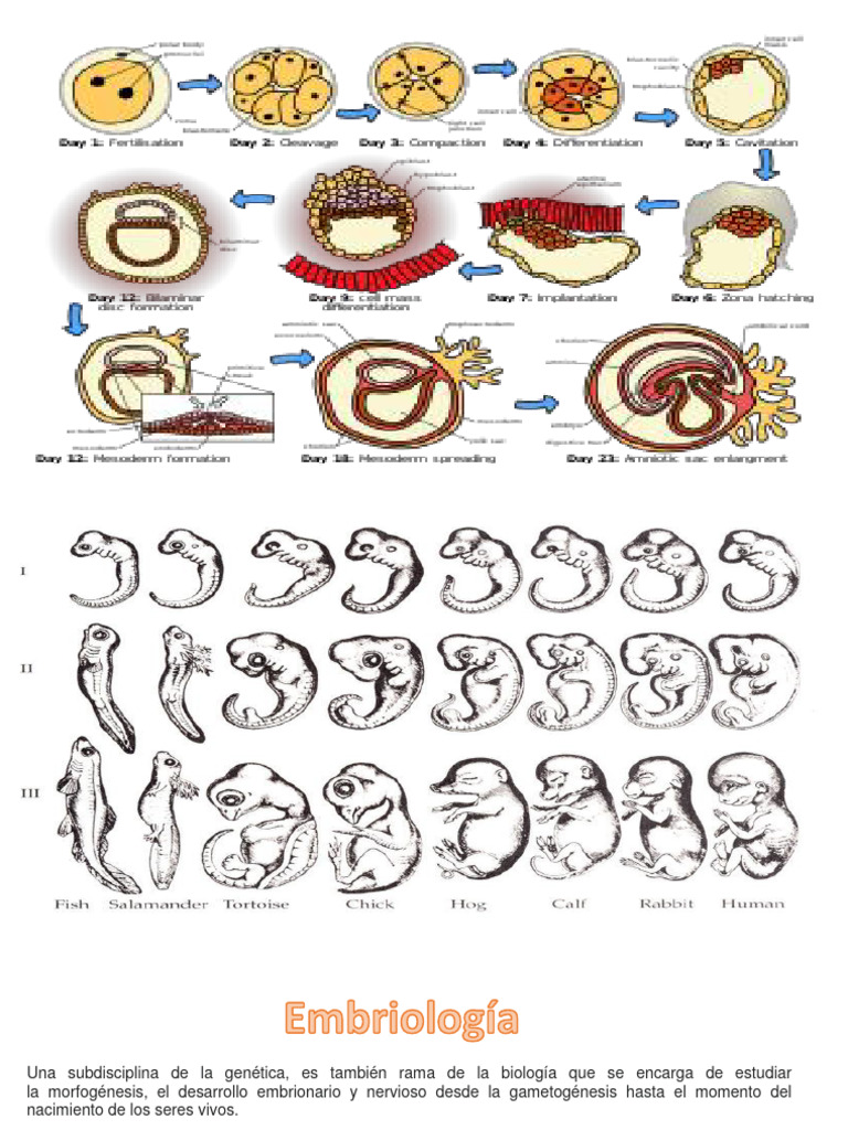 Embriologia | PDF | Embrión | Anatomía
