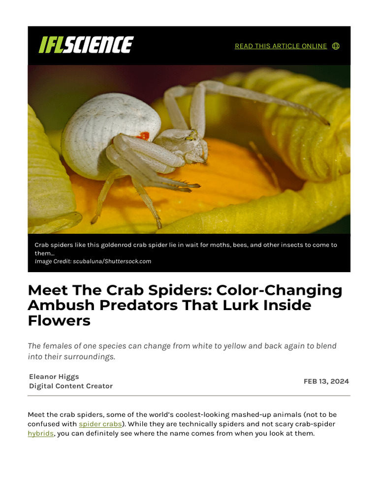 Crab Spiders: Color-Changing Predators | PDF | Spider | Predation