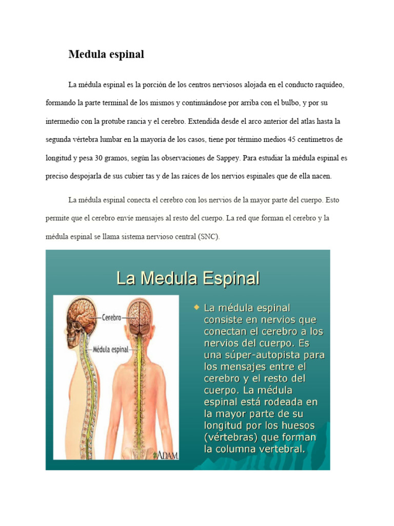 Importancia de la Médula Espinal | PDF