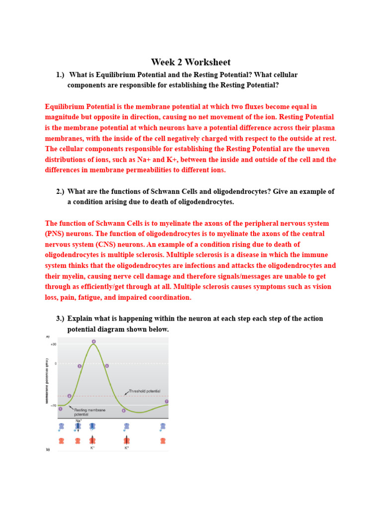 111 Week 2 Worksheet | PDF | Neurotransmitter | Chemical Synapse