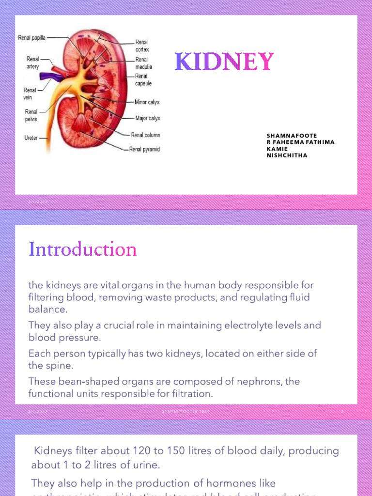 Kidney Practical | PDF | Kidney | Organ (Anatomy)