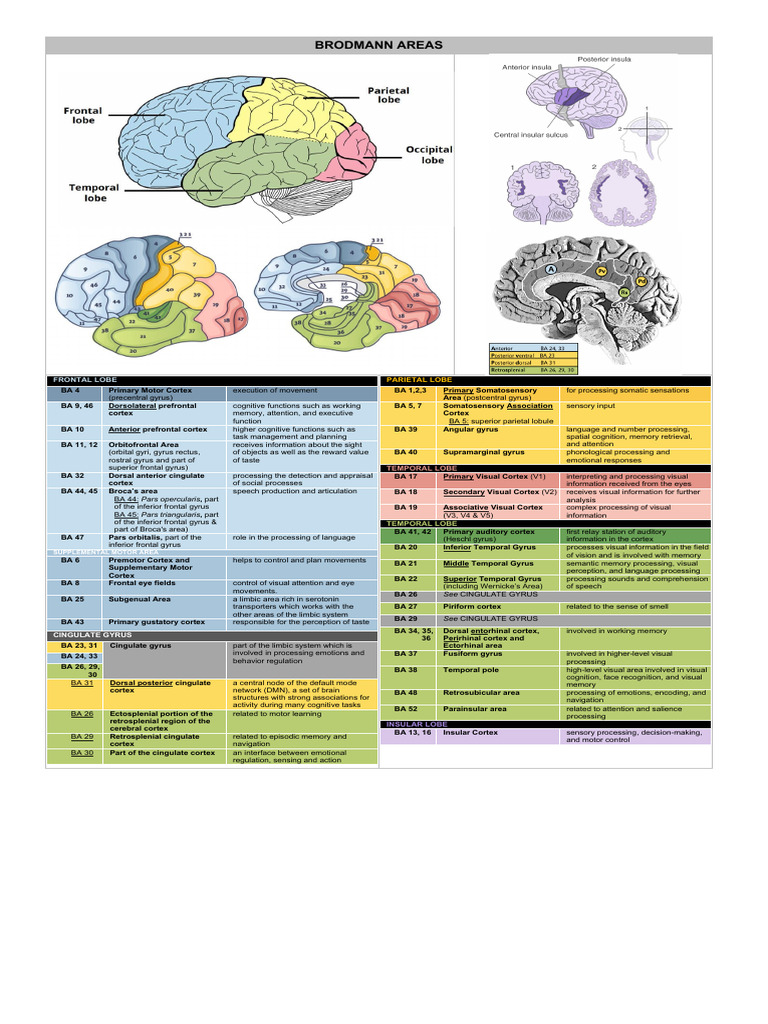 Figure 1 | PDF | Visual Cortex | Frontal Lobe