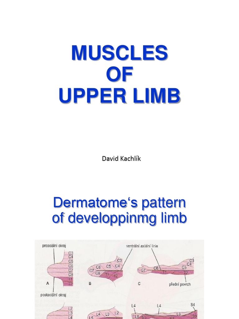 Muscles of Upper Limb 1 | PDF | Anatomical Terms Of Motion | Arm