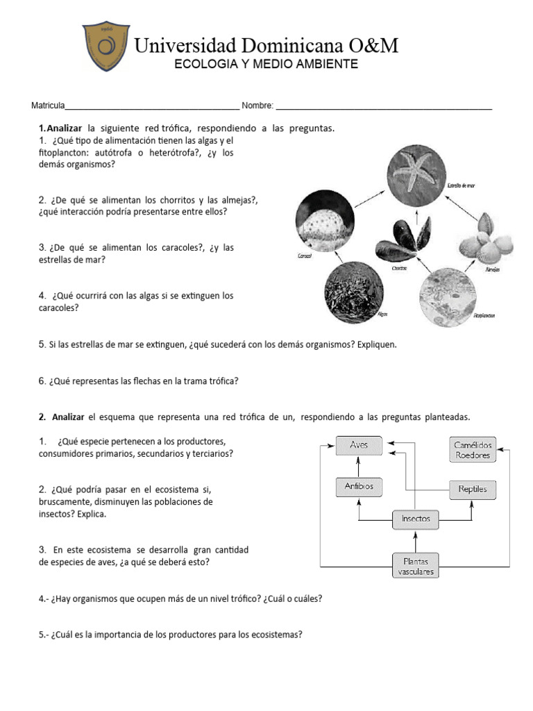 Practica Cadenas Alimentarias y Redes Troficas | PDF | Red alimentaria ...
