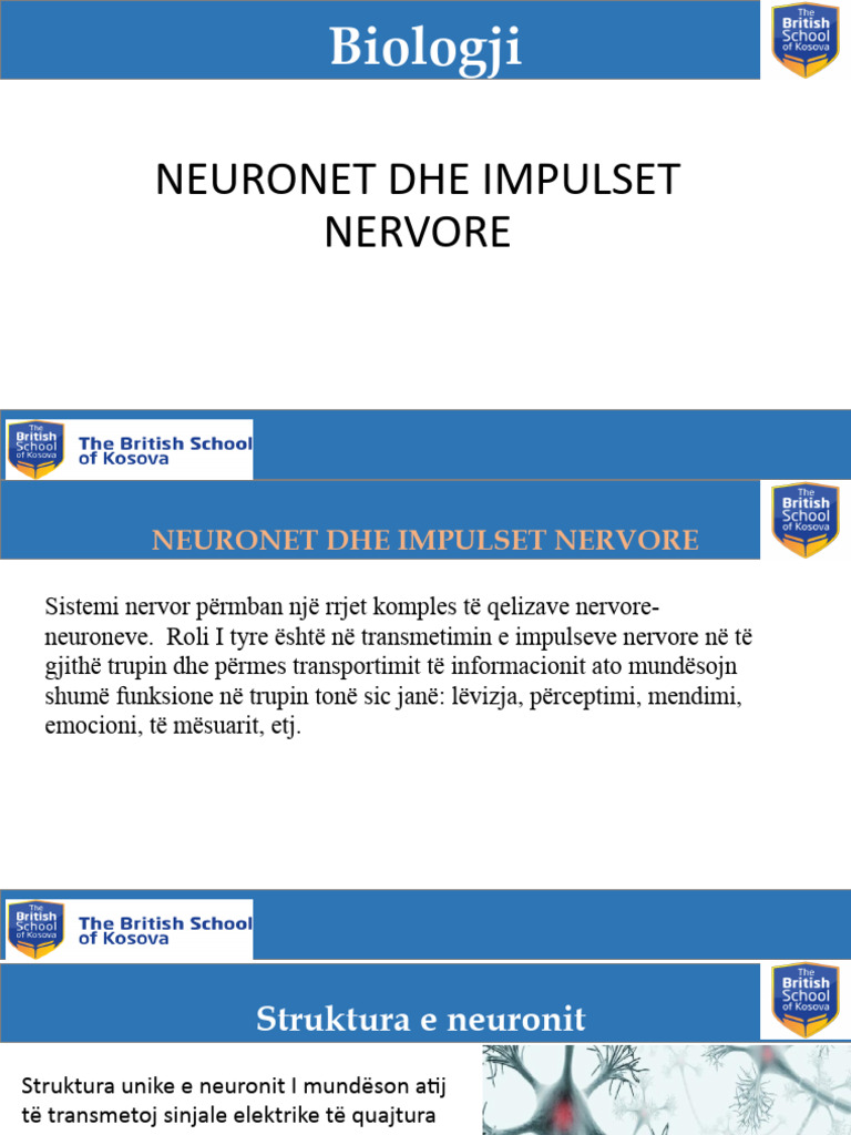 Neuronet Dhe Impulset Nervore | PDF