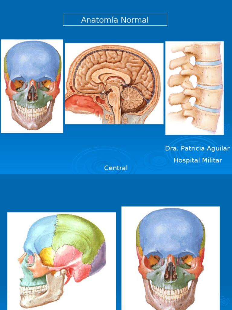 Anatomia Normal SNC | PDF | Cerebelo | Cerebro