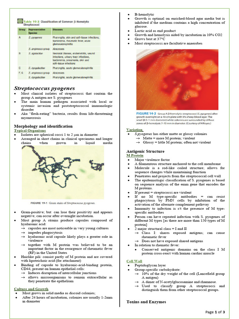 Microbio - GAS | PDF | Streptococcus | Medical Specialties
