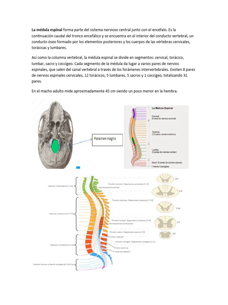 Medula Espinal Pdf Médula Espinal Materia Gris