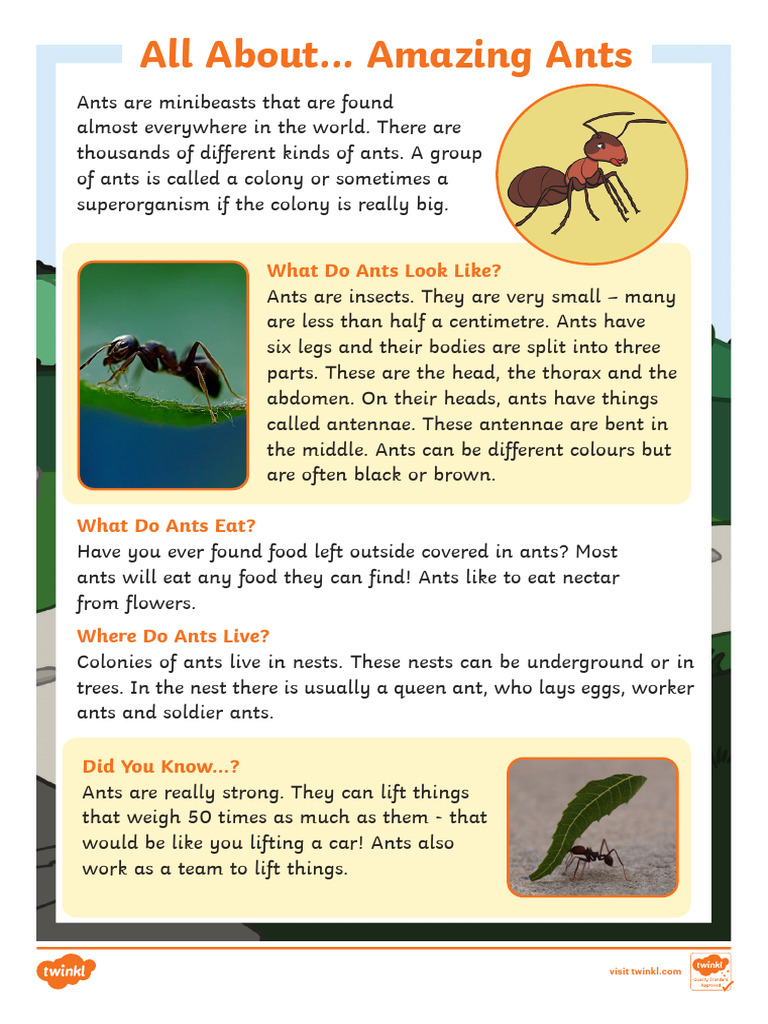T SC 2550067 ks1 Amazing Ants Fact File - Ver - 5 | PDF