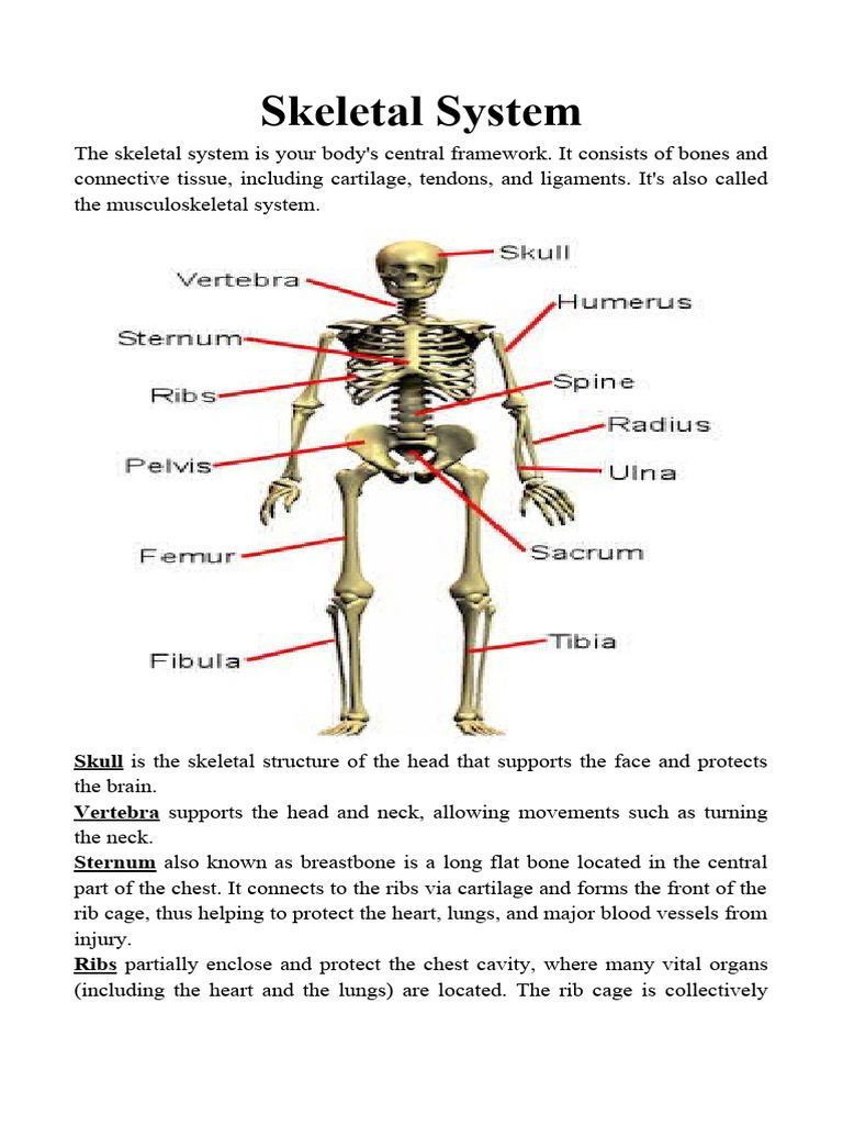 Parts of The Skeletal System | PDF | Lung | Human Digestive System