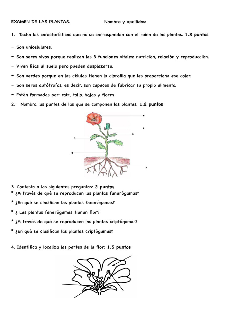 Plantas | PDF | Plantas | Semilla