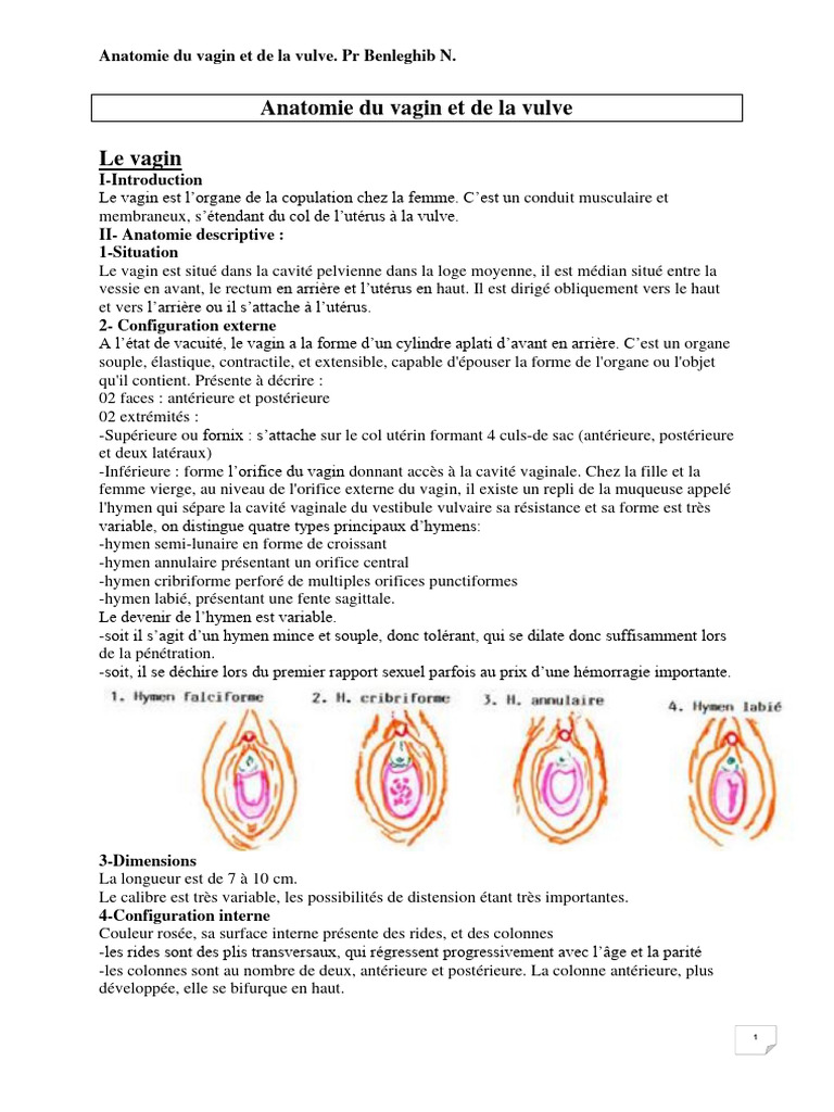 Anatomie du vagin et de la vulve | PDF | Clitoris | Rectum