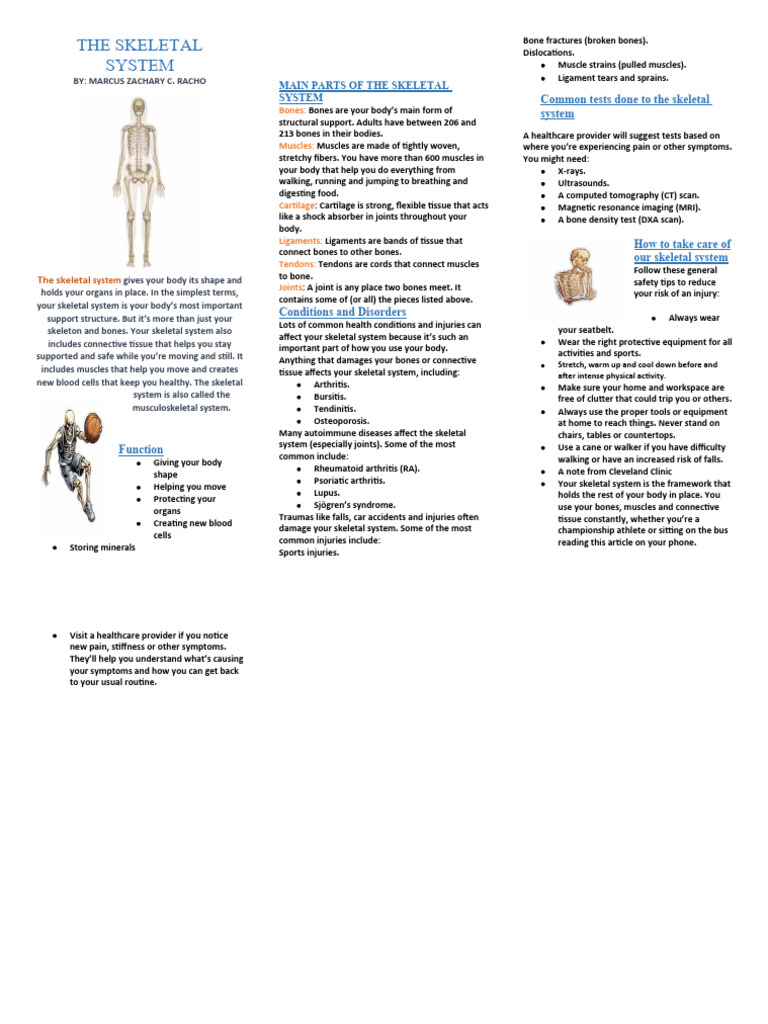 Overview of the Skeletal System | PDF | Bone | Skeleton