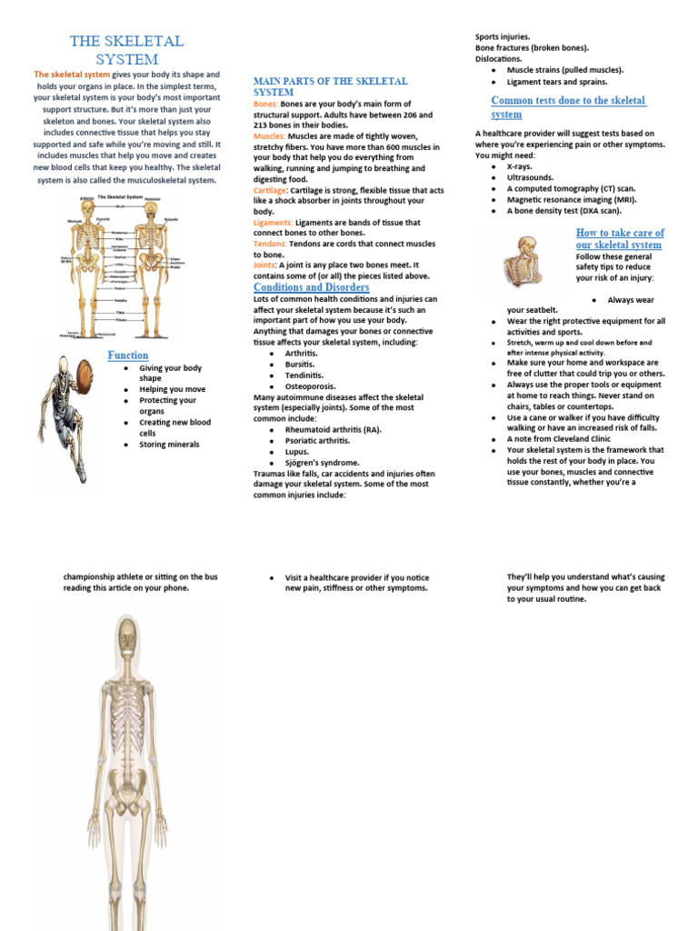 THE SKELETAL Sysytem Brochure | PDF | Bone | Skeleton