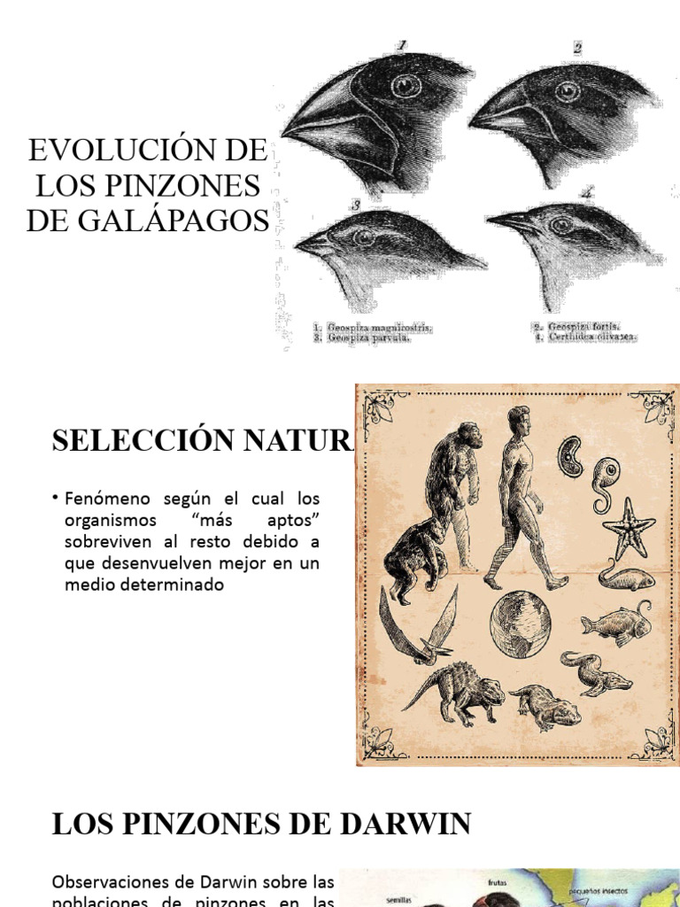 Evolución de los Pinzones de Galápagos | PDF