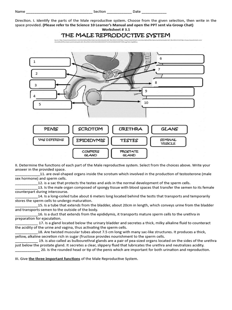 Worksheet of Human Reproductive System | PDF | Uterus | Reproductive System