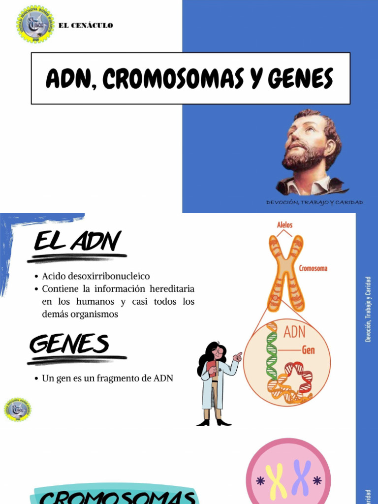 Clase - 1 - ADN, Cromosomas y Genes | PDF