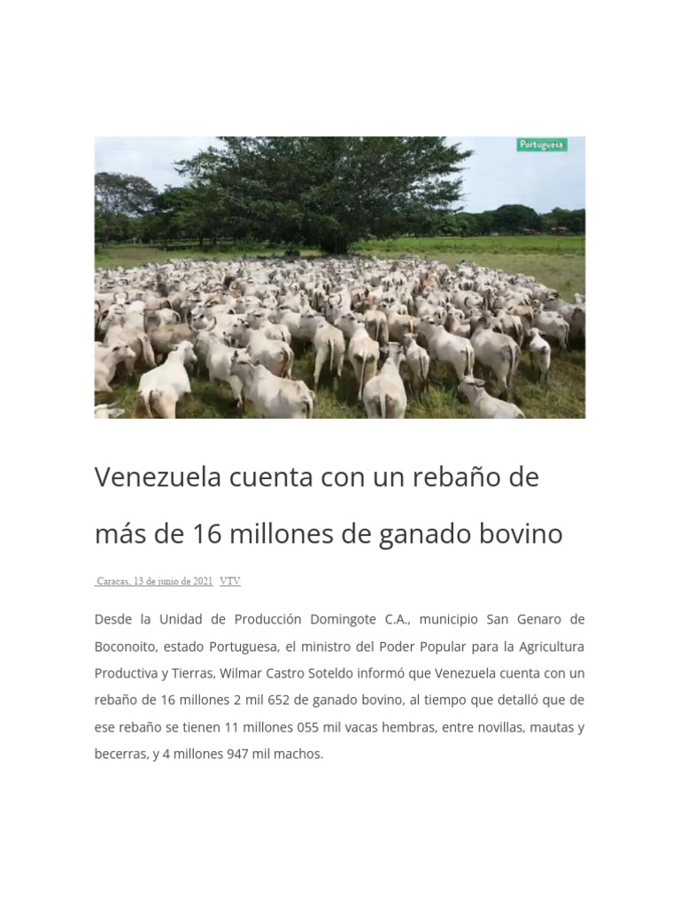 Venezuela Cuenta Con Un Rebaño de Más de 16 Millones de Ganado Bovino ...