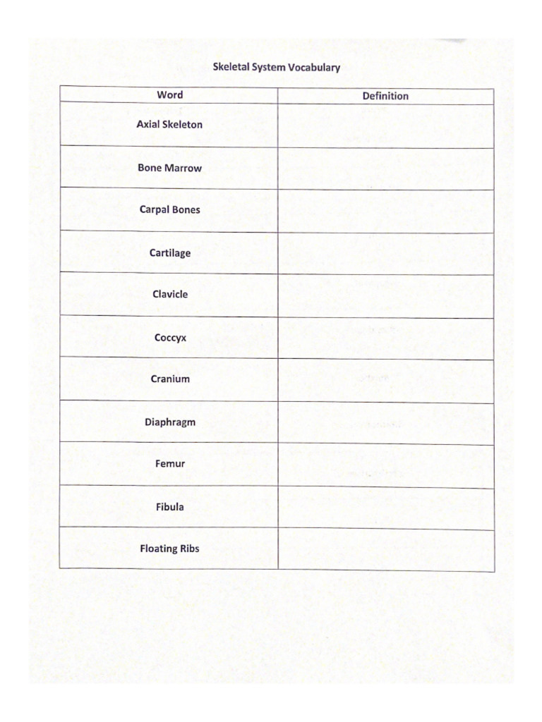 Skeletal System Vocabulary | PDF