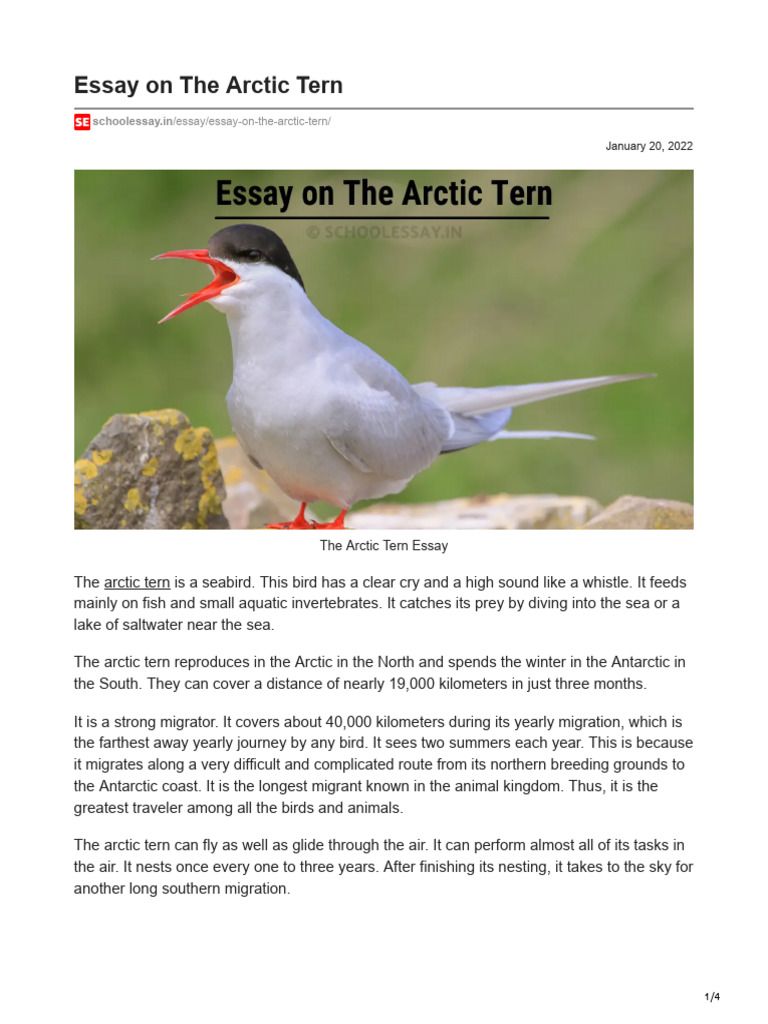 Essay On The Arctic Tern | PDF | Birds | Bird Migration