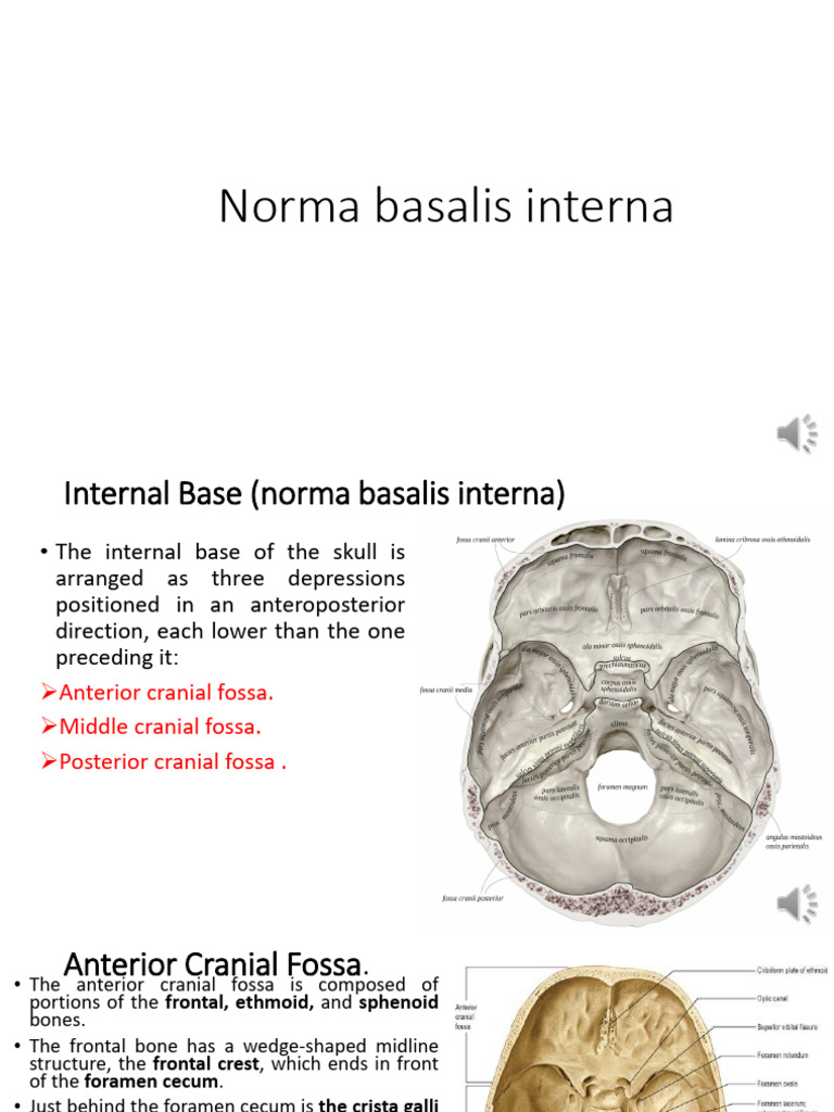 Norma Basalis Interna | PDF | Musculoskeletal System | Human Head And Neck