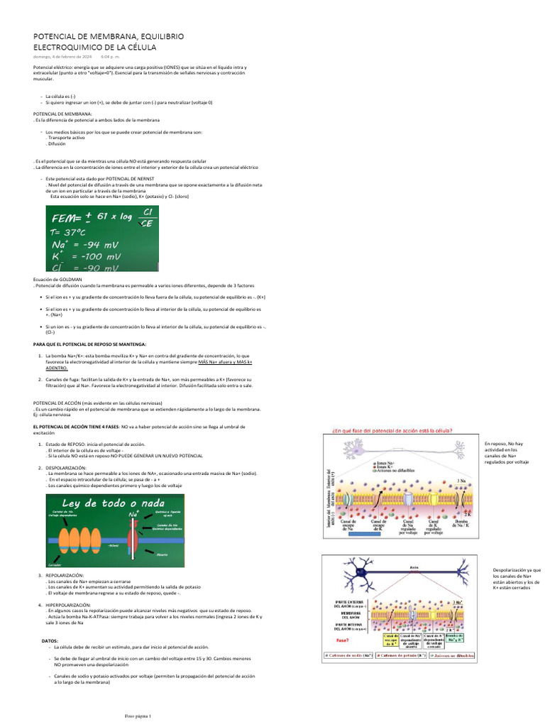 Potencial de Membrana, Equilibrio Electroquimico de La Célula ...