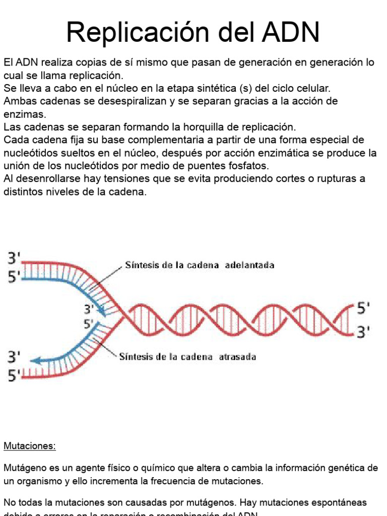 Replicación Del ADN-Mutaciones | PDF | Mutación | Adn