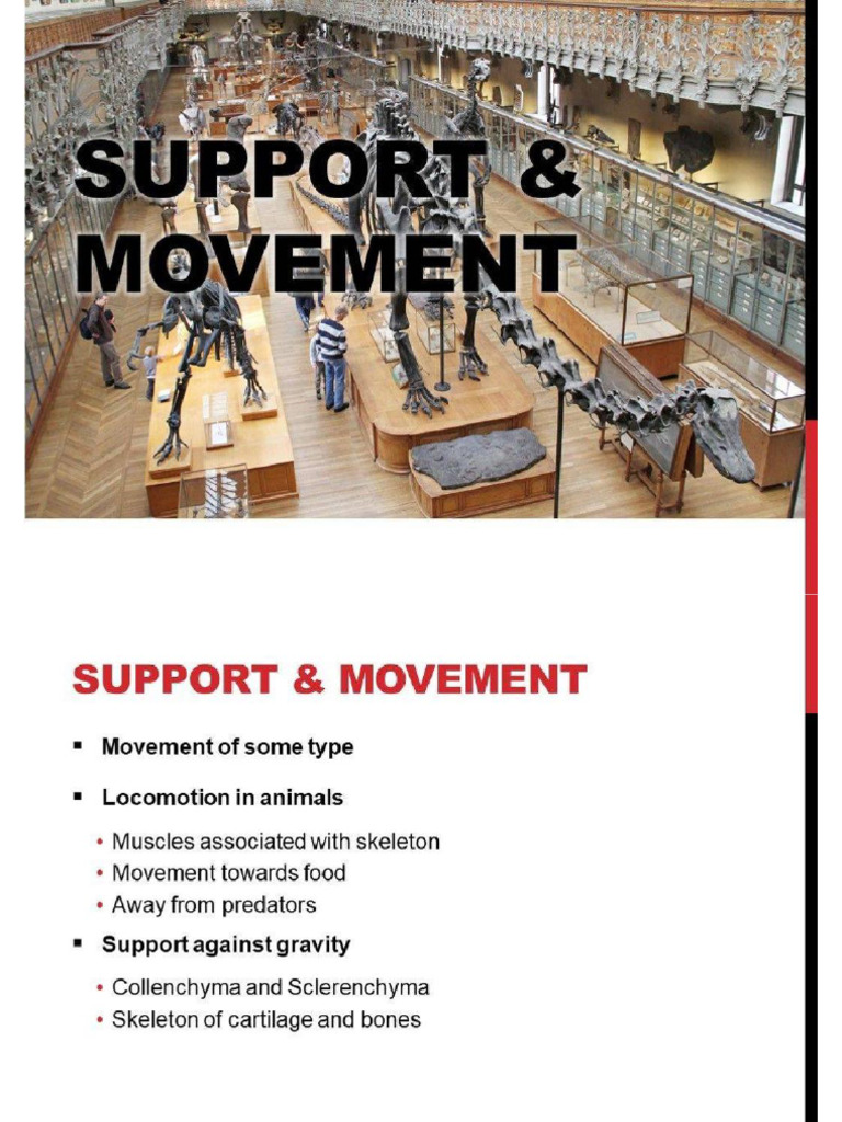 16 Support and Movement | PDF