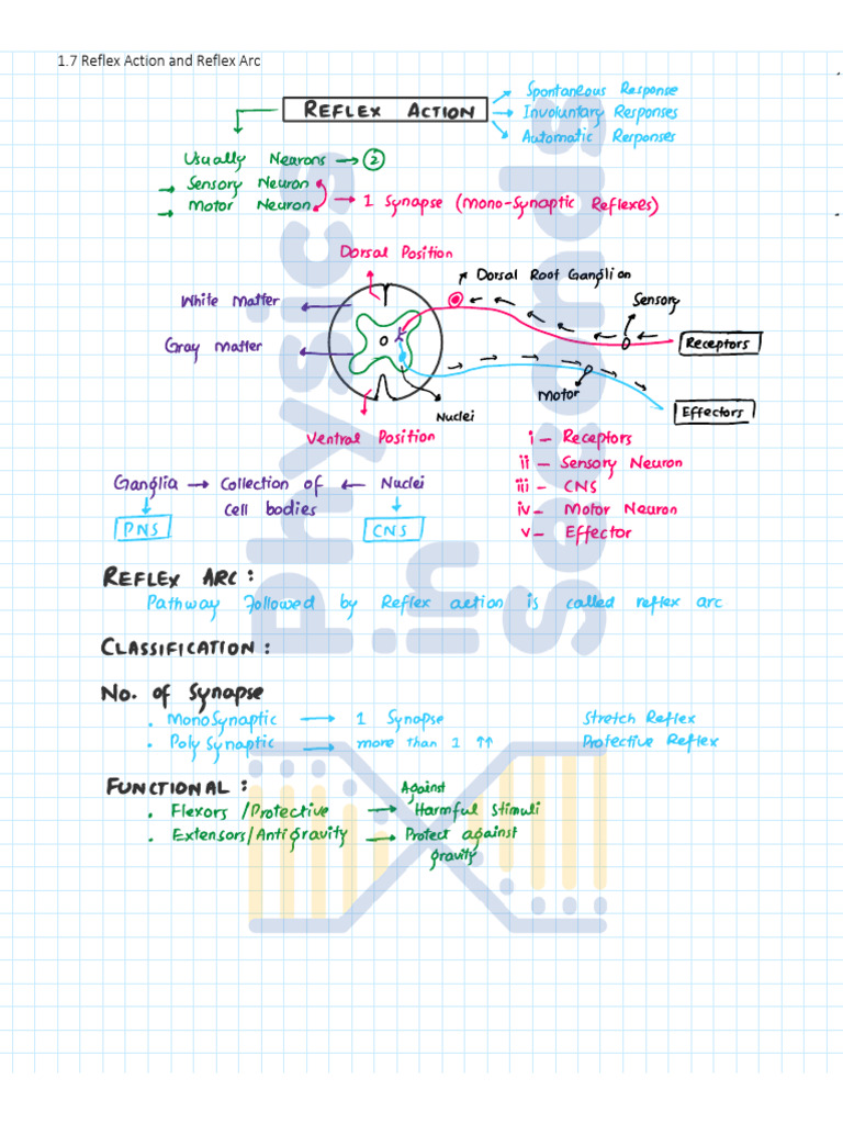 1.6 - Reflex Action - Reflex ARC | PDF
