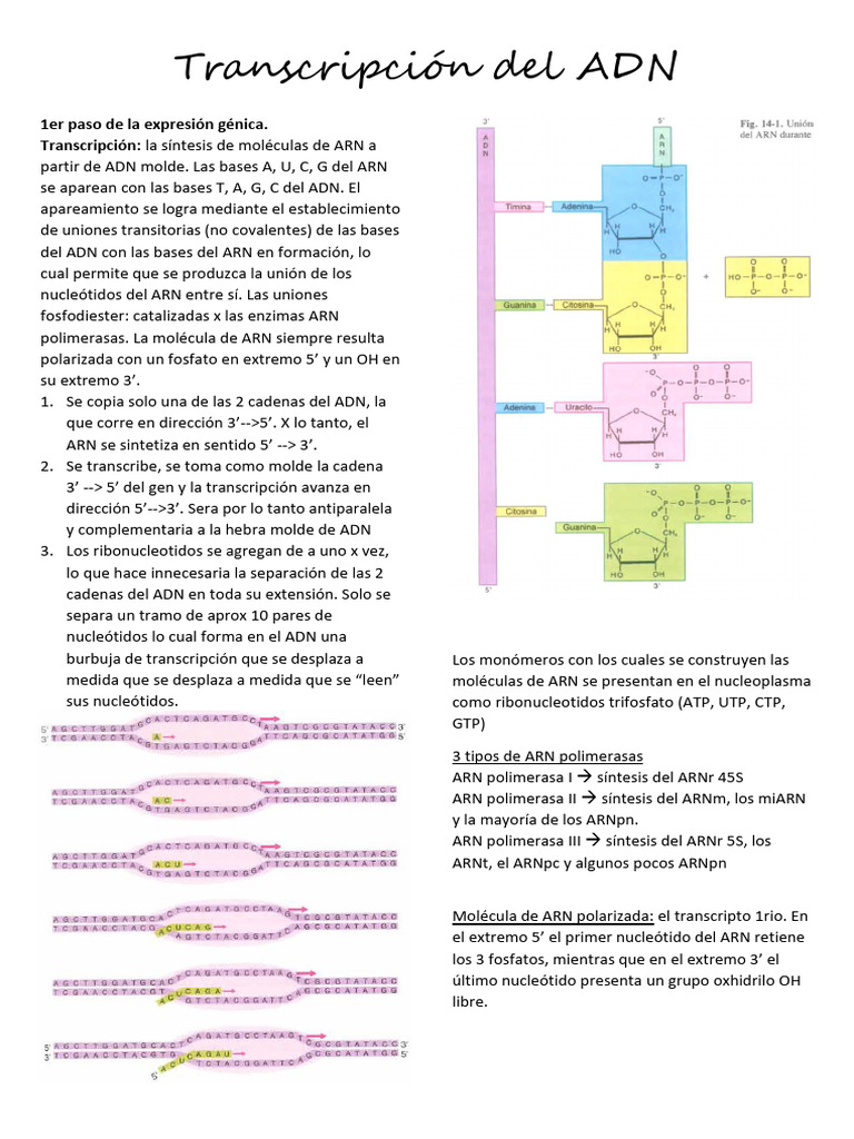 Mecanismos de Transcripción del ADN | PDF | Rna | Adn